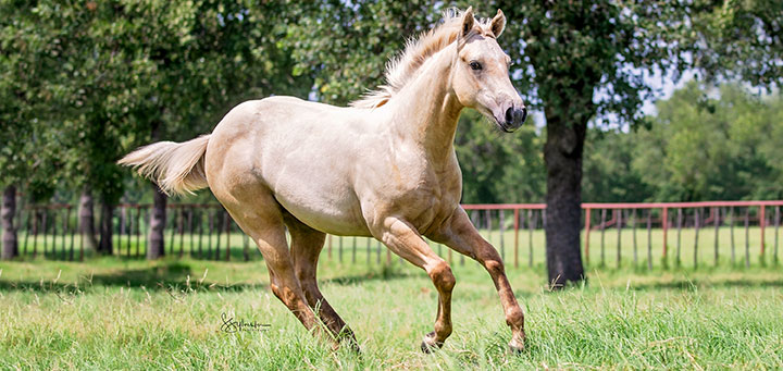 San Juan Ranch - Performance Quarter Horses